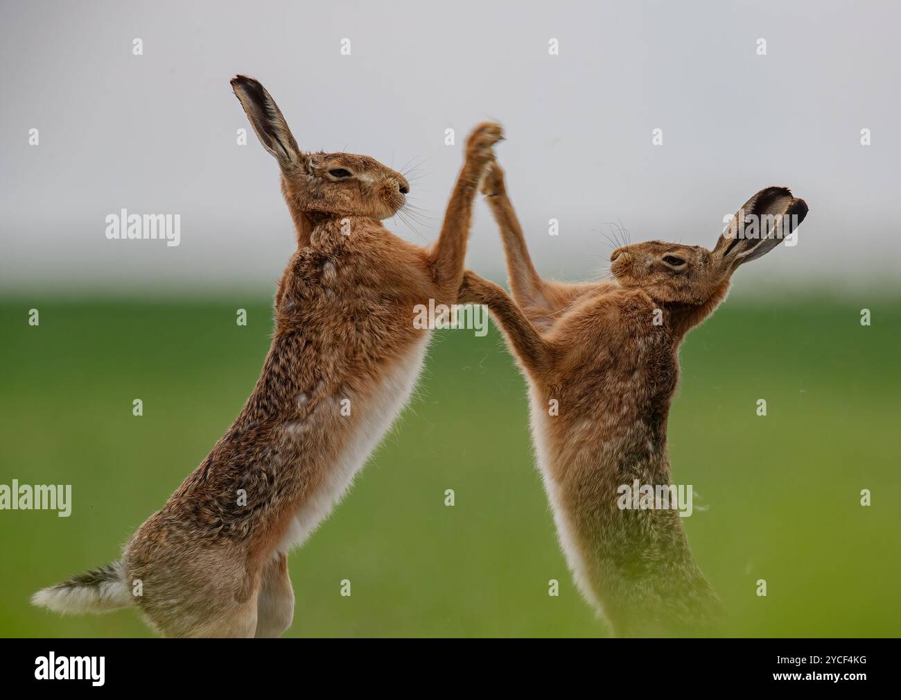Boxing Hares - High Five . Close up of a male and female Brown Hare ...