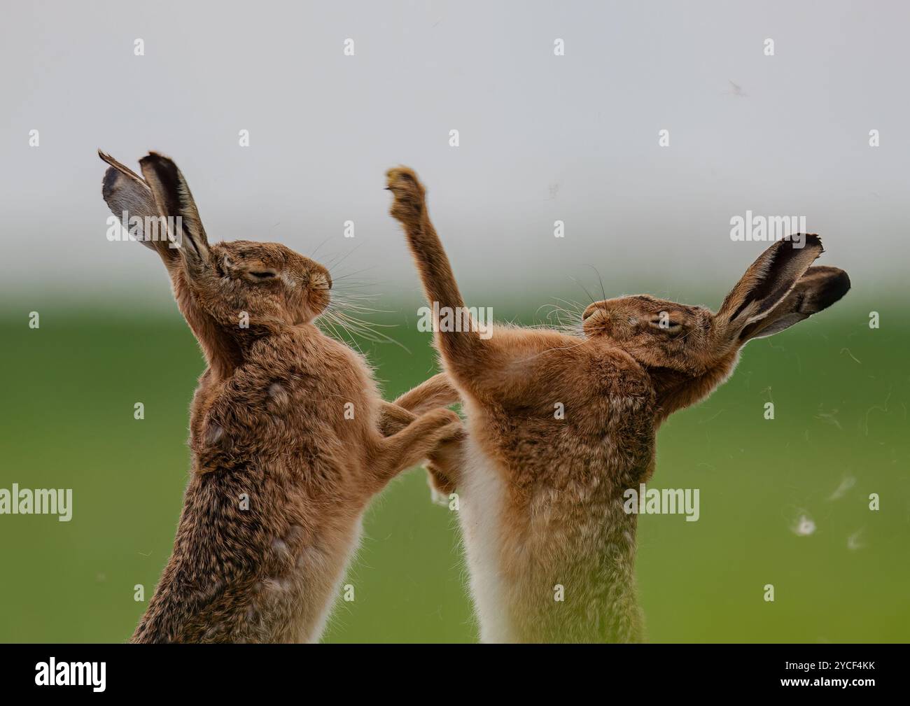 Boxing Hares -Fisticuffs . Close up of a male and female Brown Hare ...