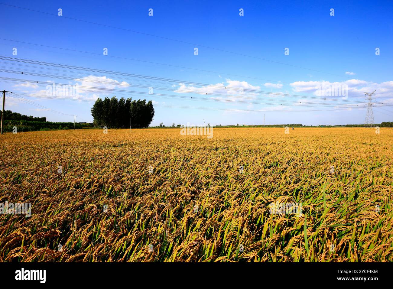 The autumn rice fields Stock Photo - Alamy