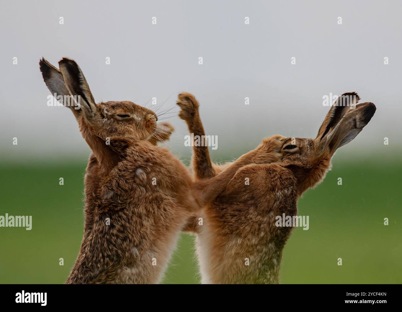 Boxing Hares -Fisticuffs . Close up of a male and female Brown Hare ...