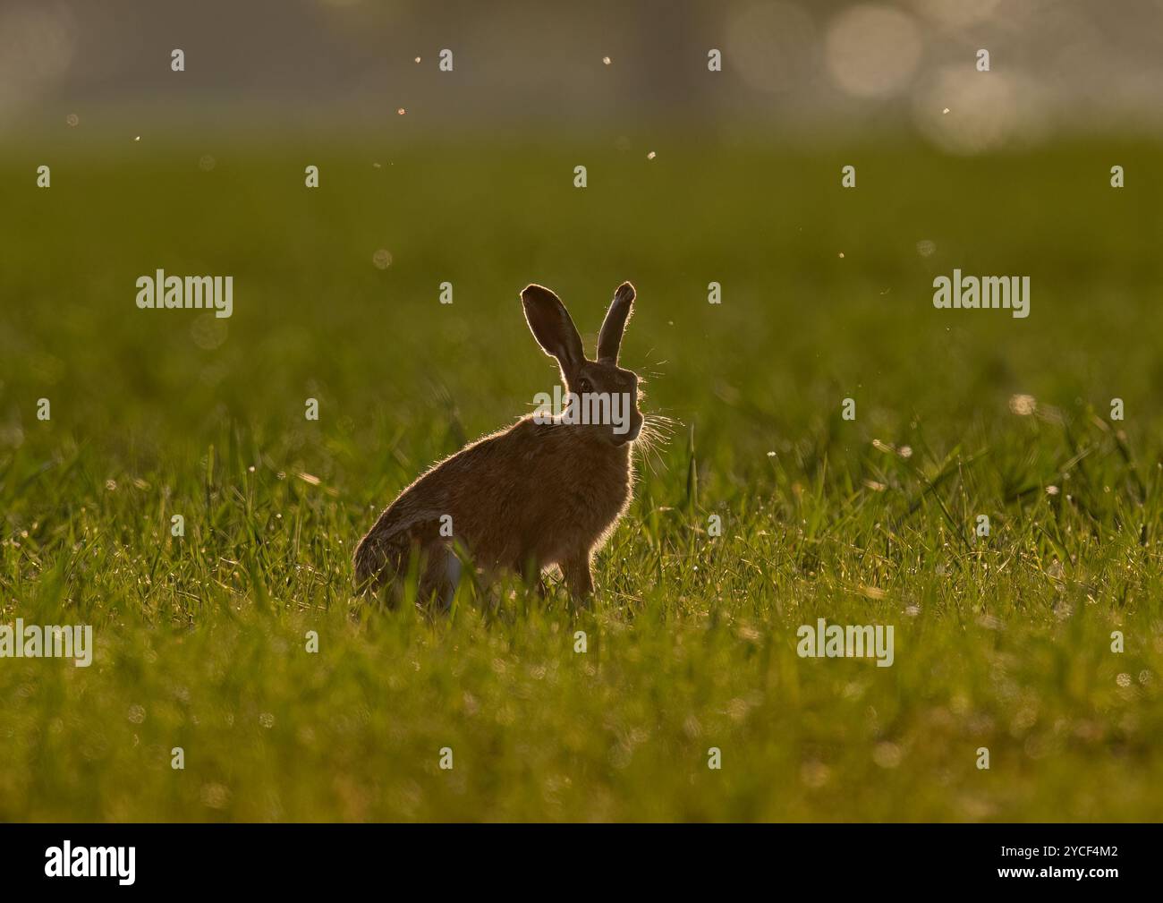 A Brown Hare ( Lepus europaeus) , back lit by the golden light of ...