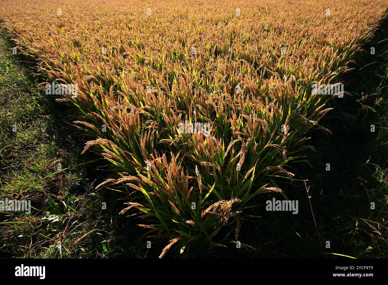 The autumn rice fields Stock Photo - Alamy