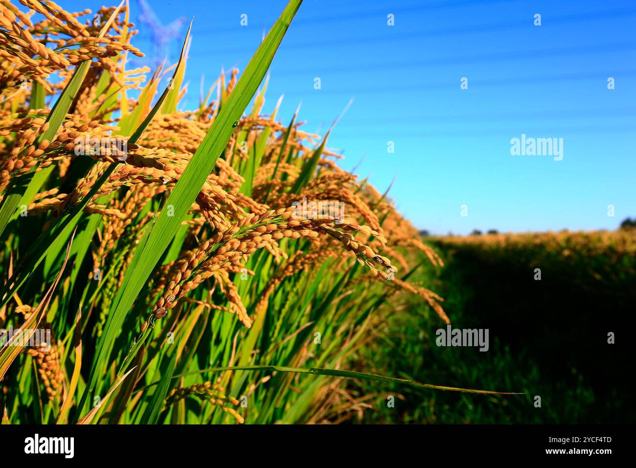 The autumn rice fields Stock Photo - Alamy