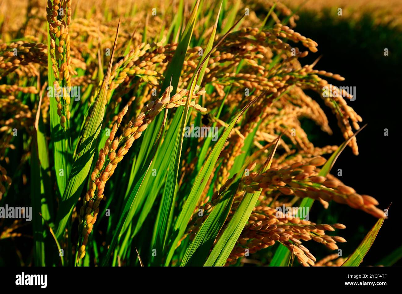 The autumn rice fields Stock Photo - Alamy