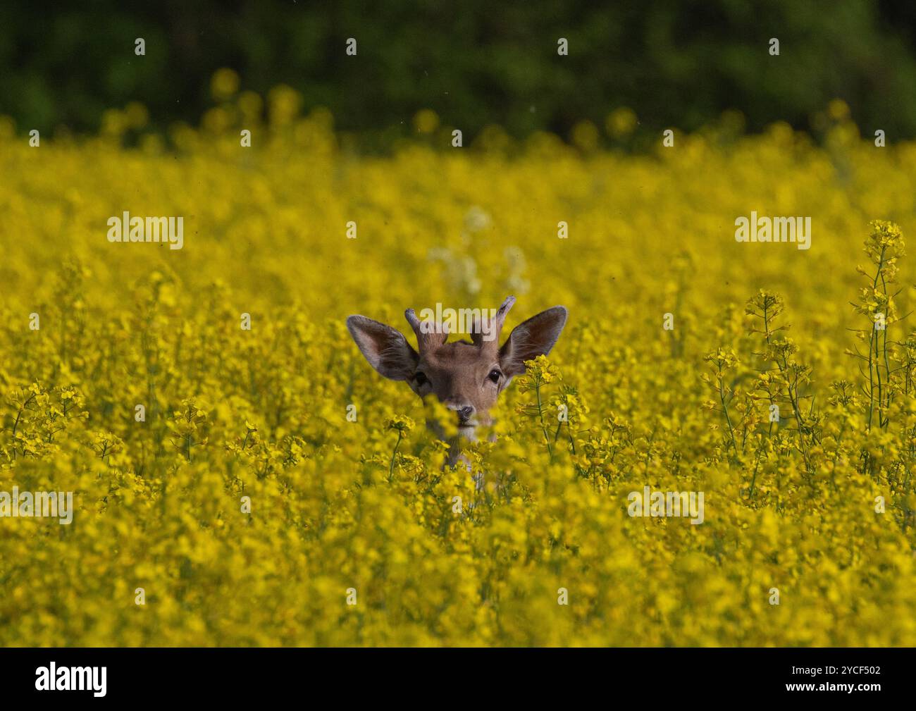Peek a Boo. A big eared fallow Deer ( Dama dama). Peeping it's head out ...