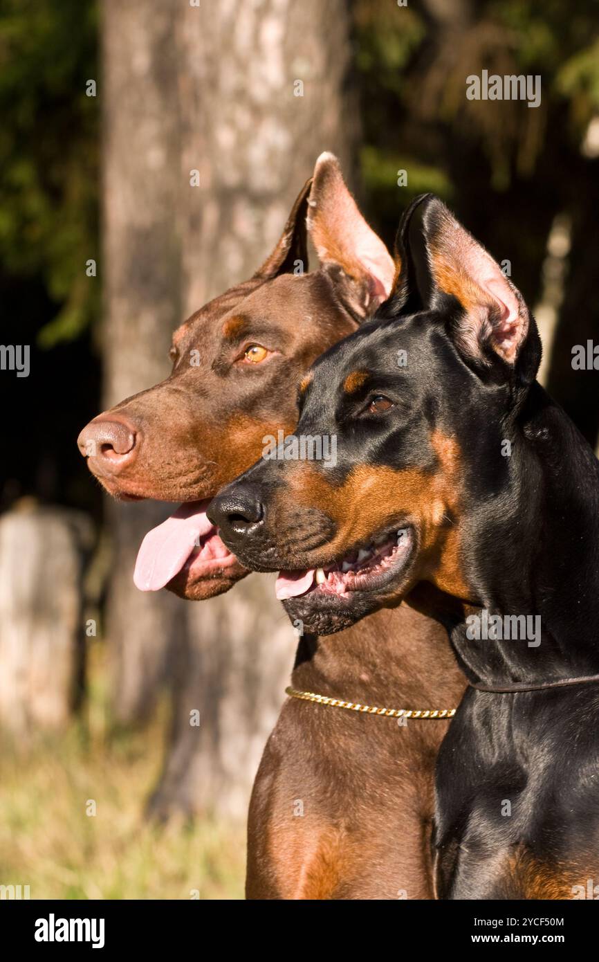 Two dogs face Stock Photo - Alamy