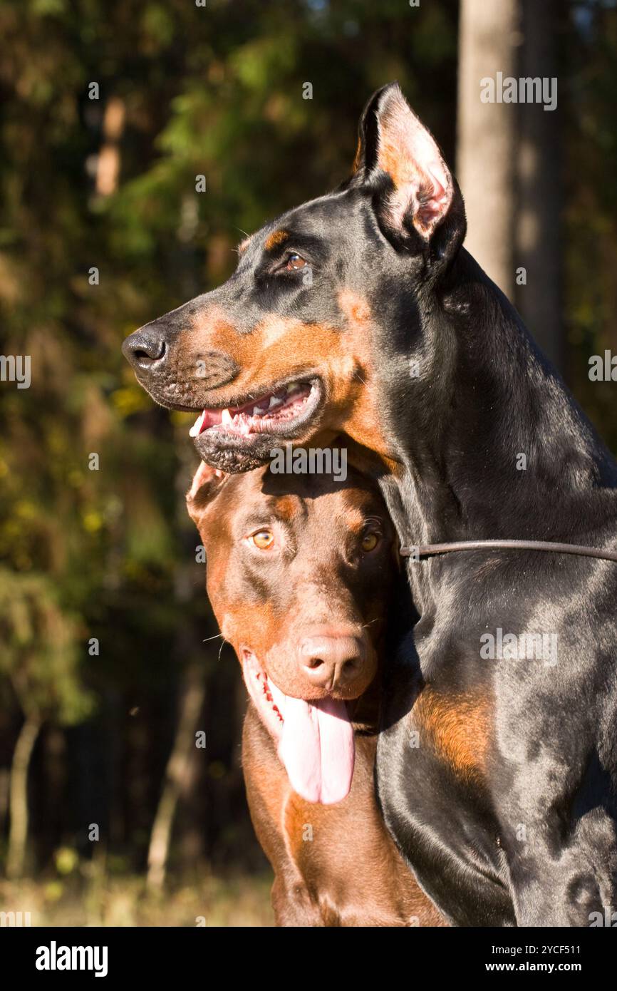 Doberman face hi-res stock photography and images - Alamy