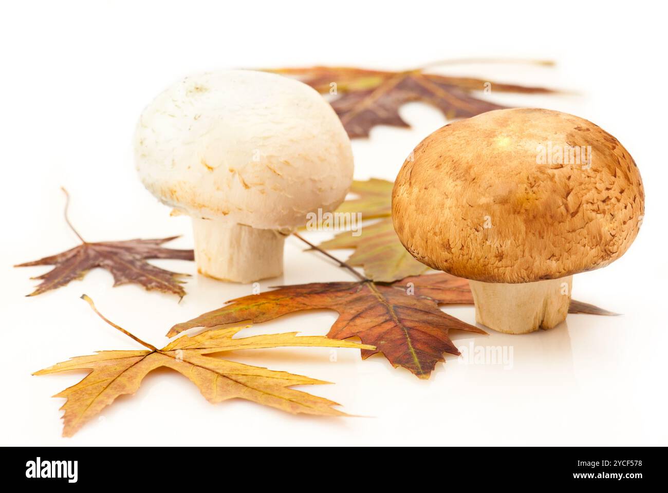 Mushroom composition autumn leaves on Cut Out Stock Images & Pictures ...