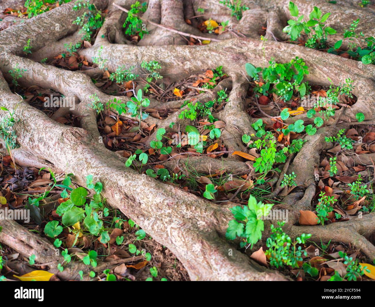 Thick tree roots spread across the ground, with small plants growing ...