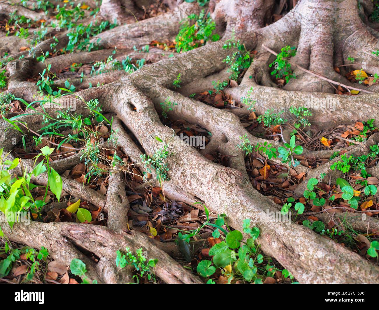 Thick tree roots spread across the ground, with small plants growing ...