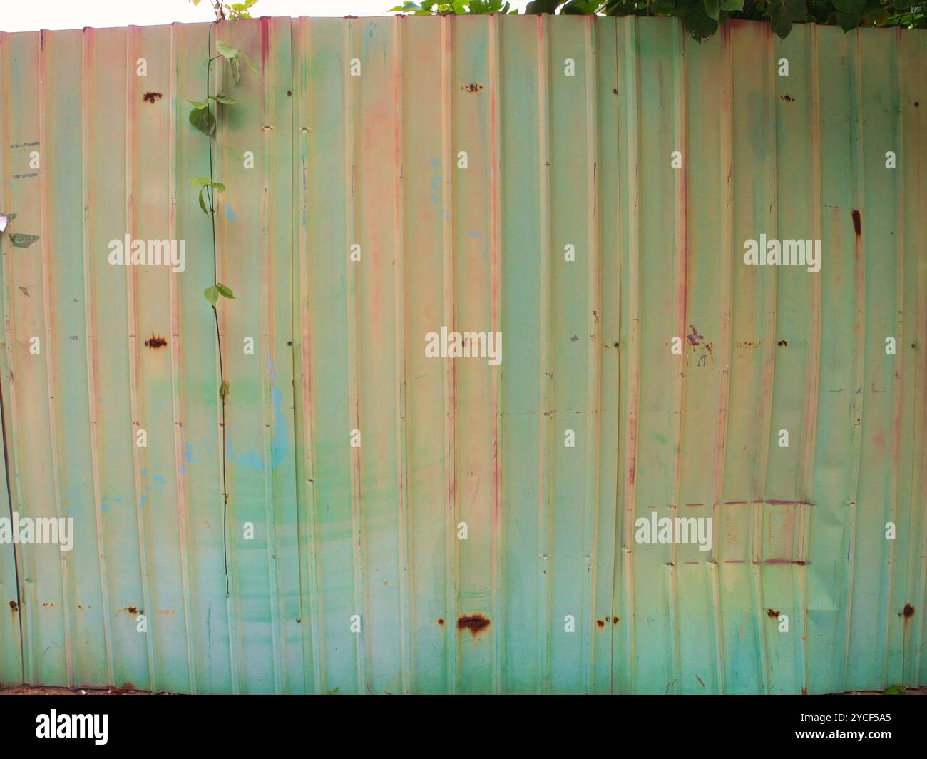 A single vine climbs up a weathered, pastel-colored metal fence, with ...