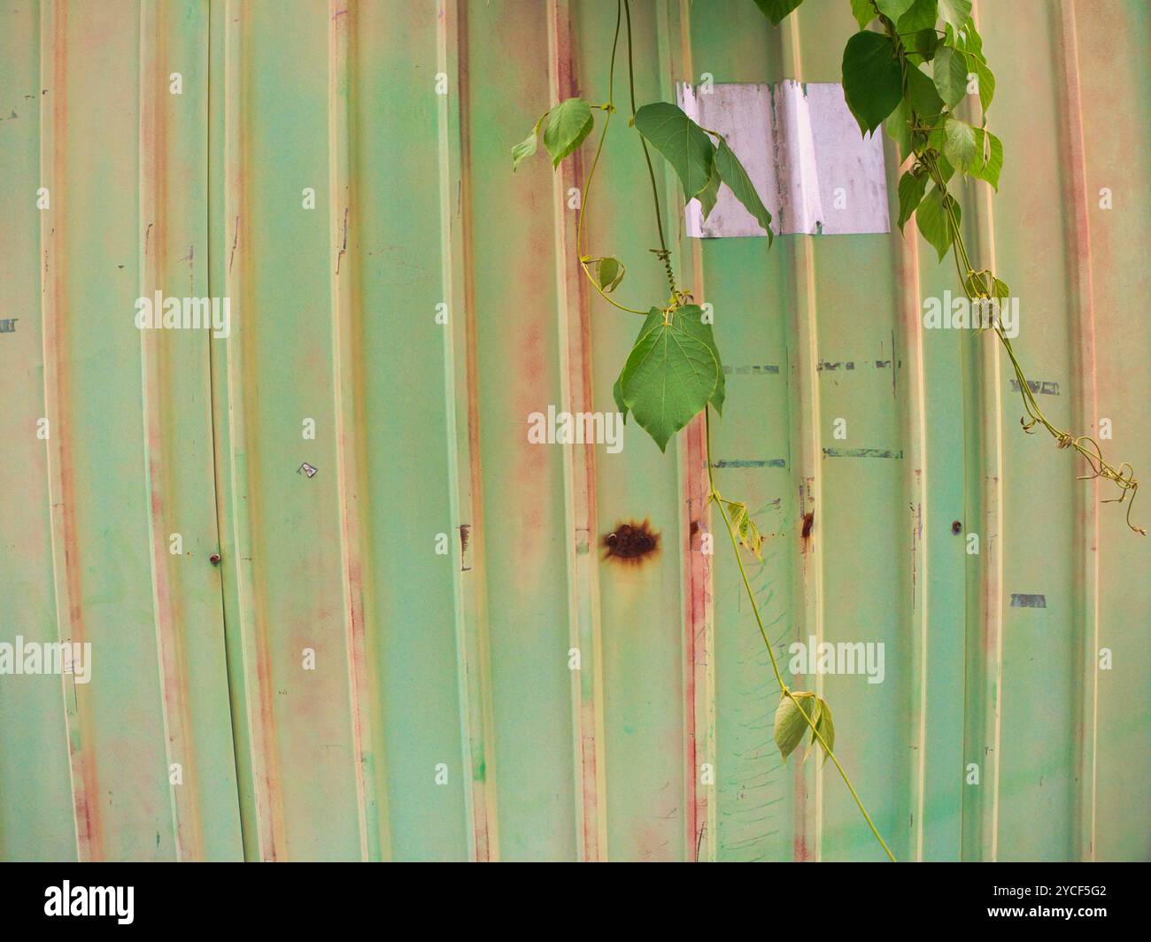 A single vine climbs up a weathered, pastel-colored metal fence, with ...