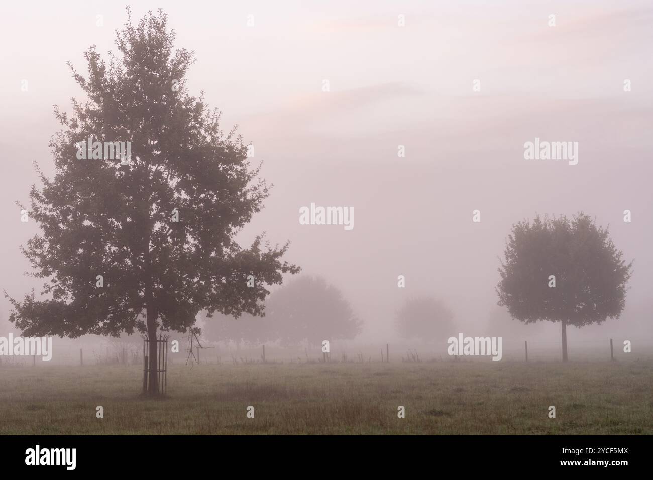 Trees in mist and fog on foggy autumn morning. Avon Valley, New Forest ...