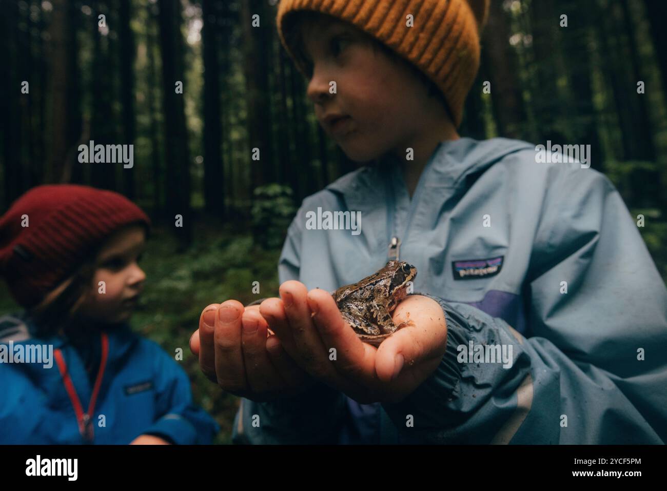 Children discover frogs in the forest Stock Photo - Alamy