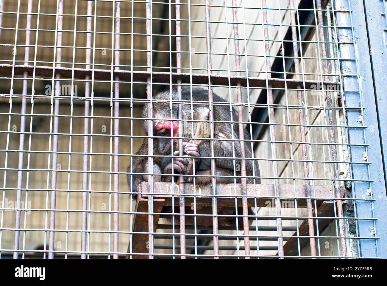 Sad monkey prisoned in cage Stock Photo - Alamy