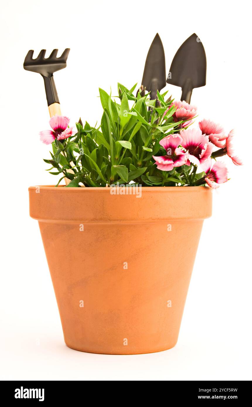 Beautiful ground Cut Out Stock Images & Pictures - Alamy