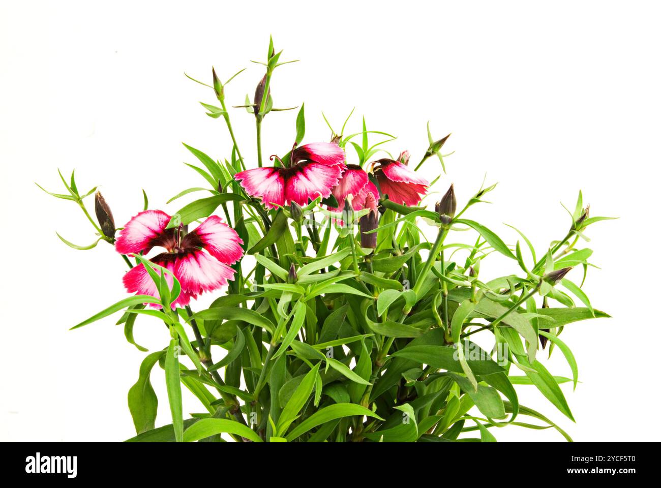Bud red carnation flower hi-res stock photography and images - Alamy