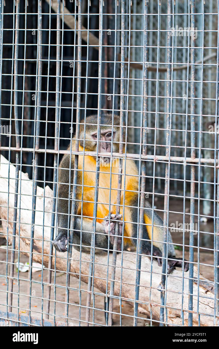 Monkey small cage hi-res stock photography and images - Alamy
