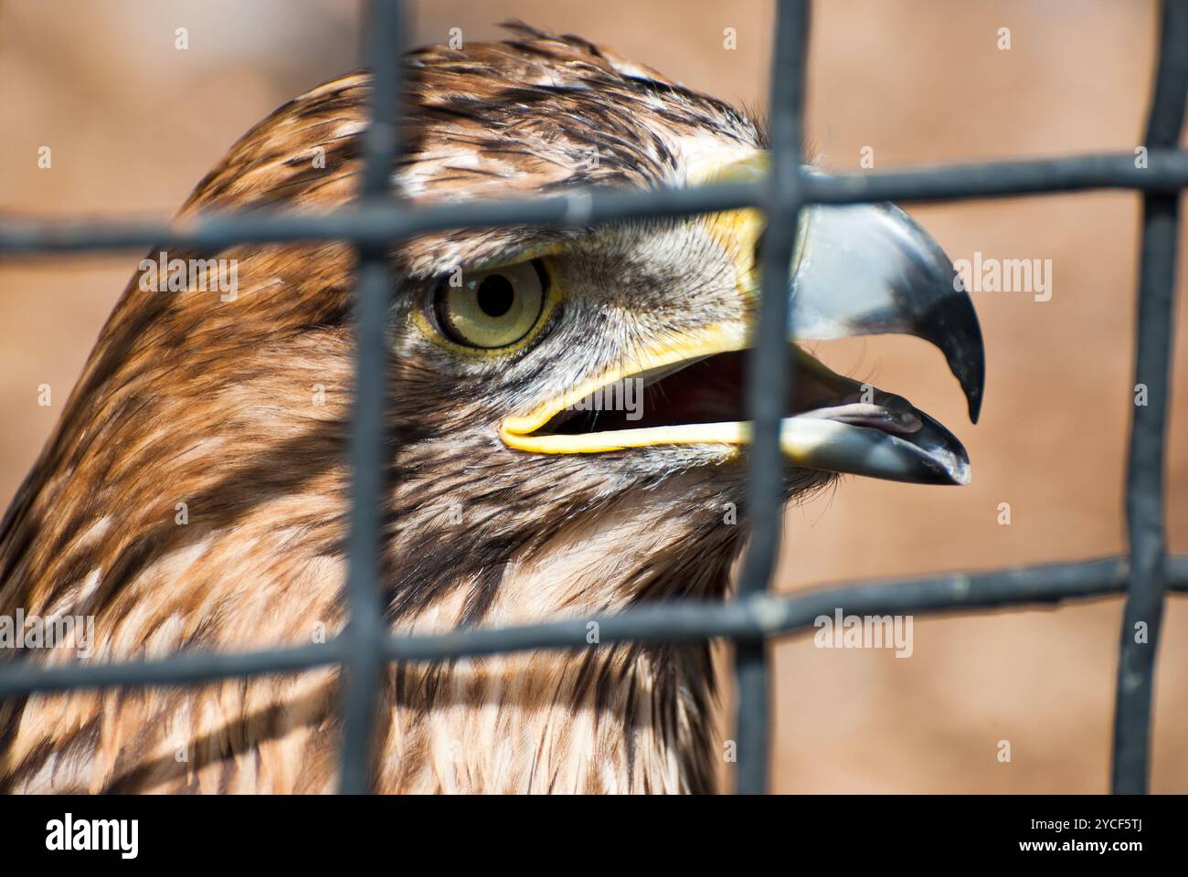 Close up eagle inside cage Stock Photo - Alamy