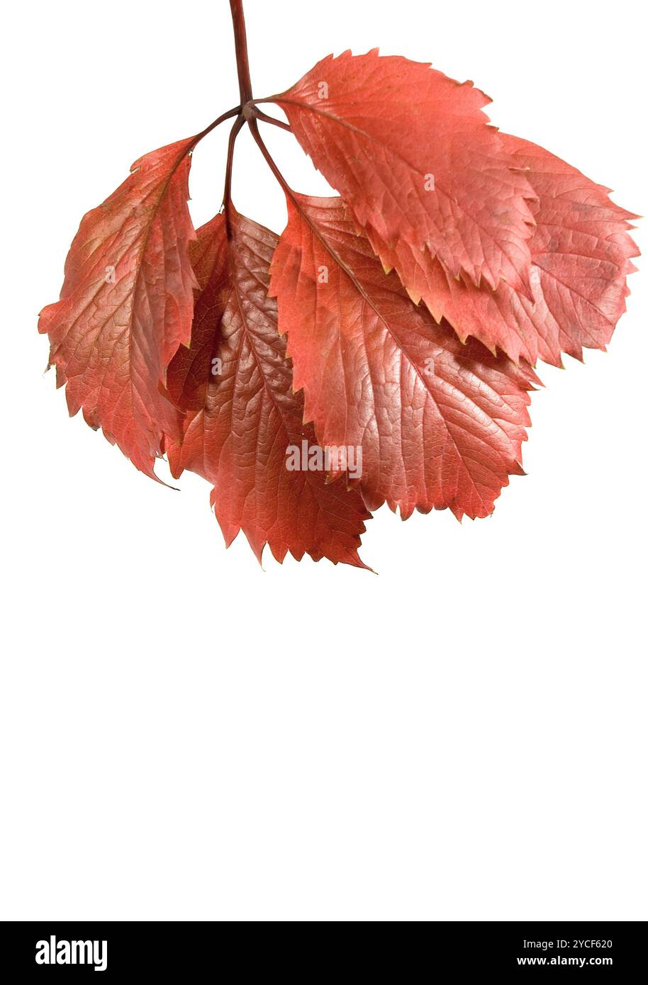Macro red autumn leaf Cut Out Stock Images & Pictures - Alamy