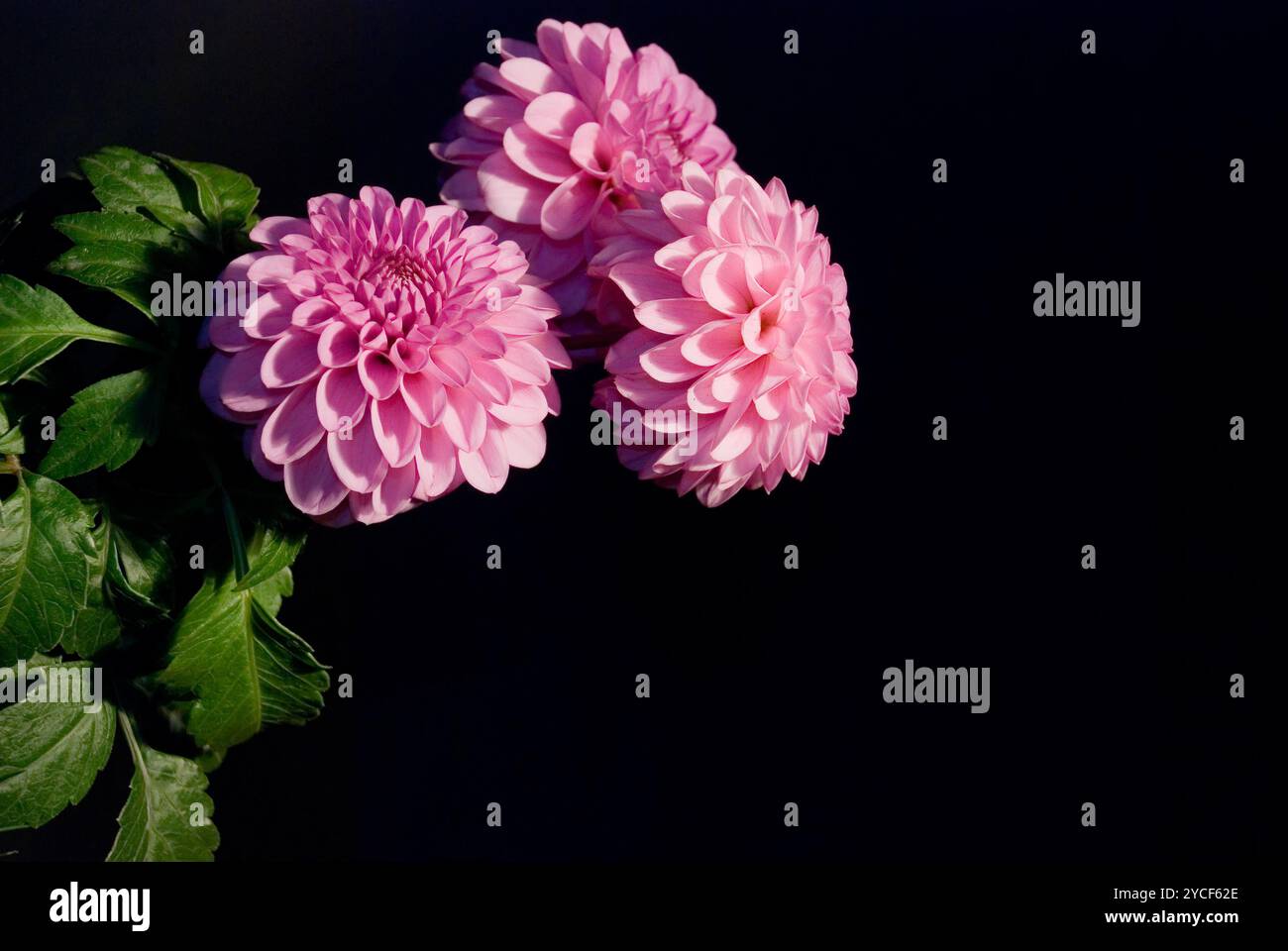 golden-daisy over black background Stock Photo - Alamy
