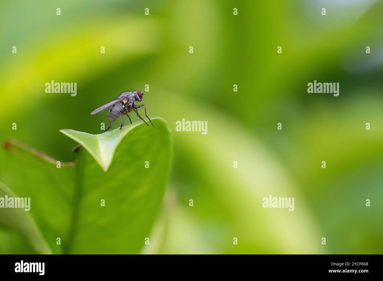 Plant and insect detail hi-res stock photography and images - Alamy