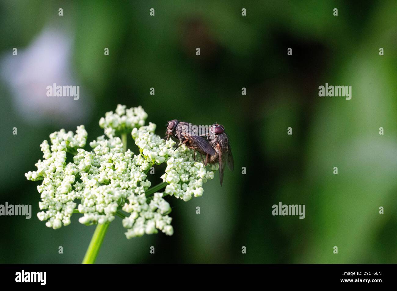 White flies on plant hi-res stock photography and images - Alamy