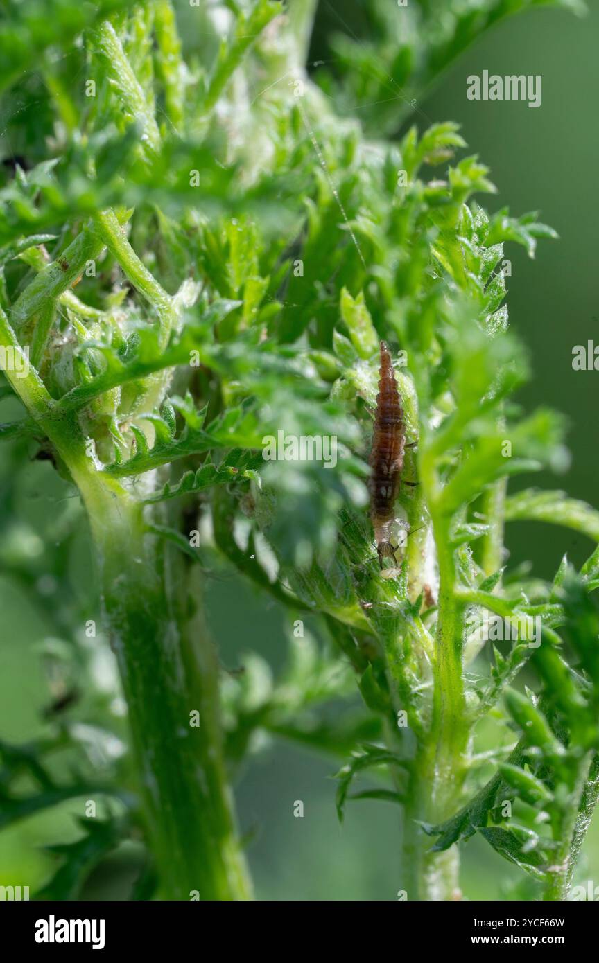 Larva on plant Stock Photo - Alamy