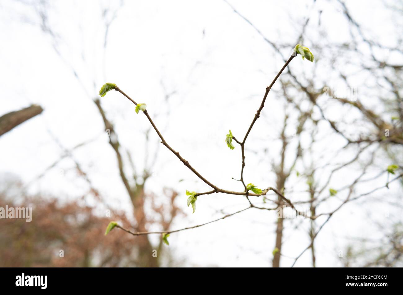 Branches with leafy shoots hi-res stock photography and images - Alamy