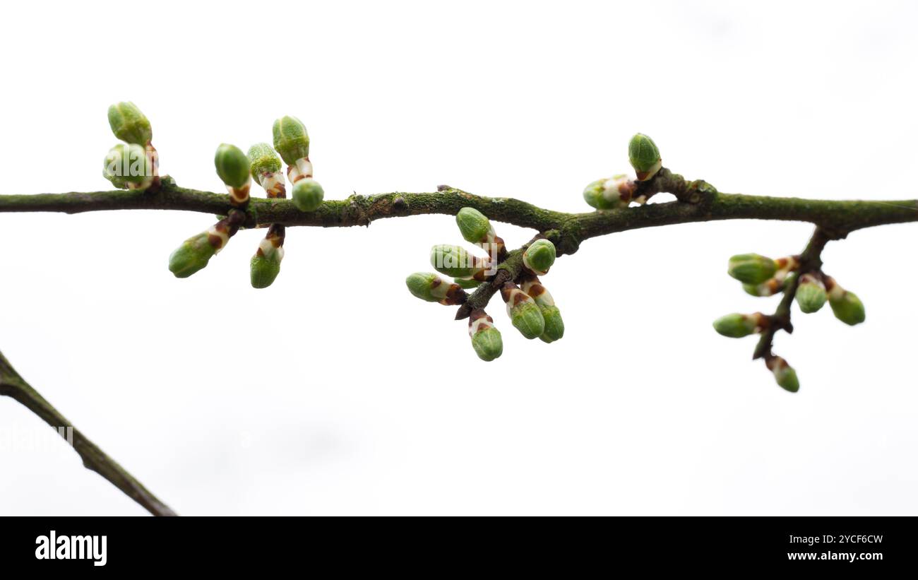 Buds first leaves on hi-res stock photography and images - Alamy