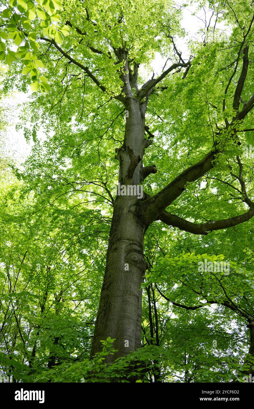 Beech forest in spring Stock Photo - Alamy