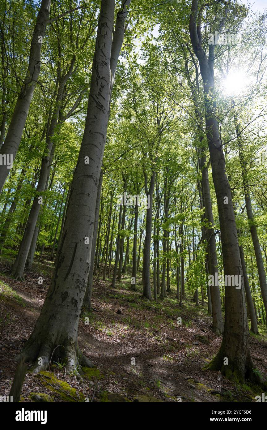 Beech forest in spring Stock Photo - Alamy