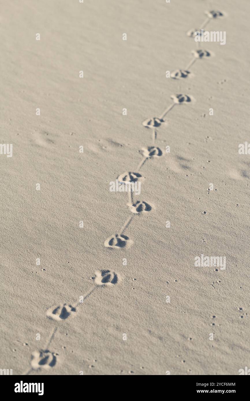 Imprints of a bird hi-res stock photography and images - Alamy
