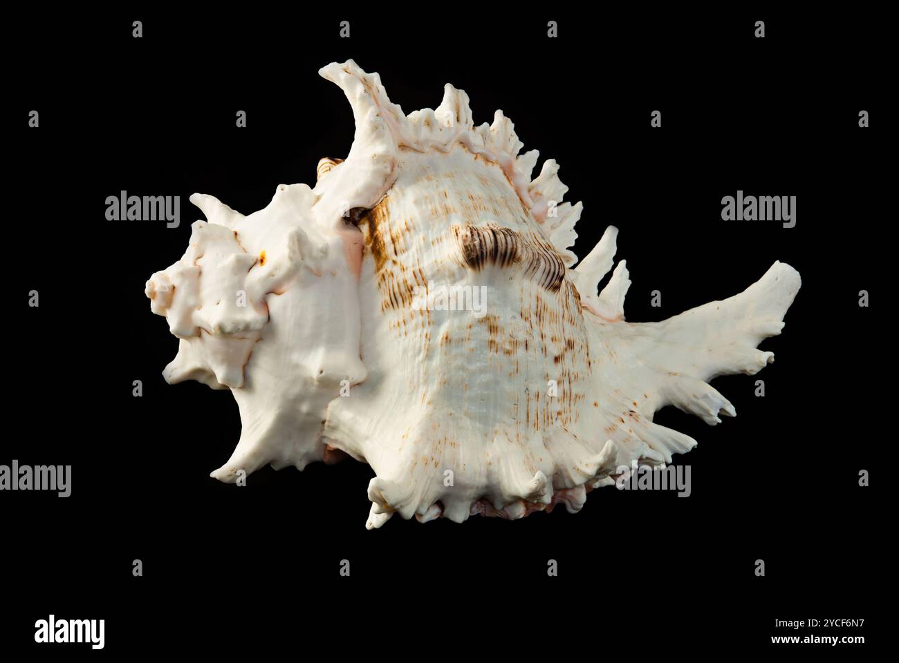 Calcareous background hi-res stock photography and images - Alamy