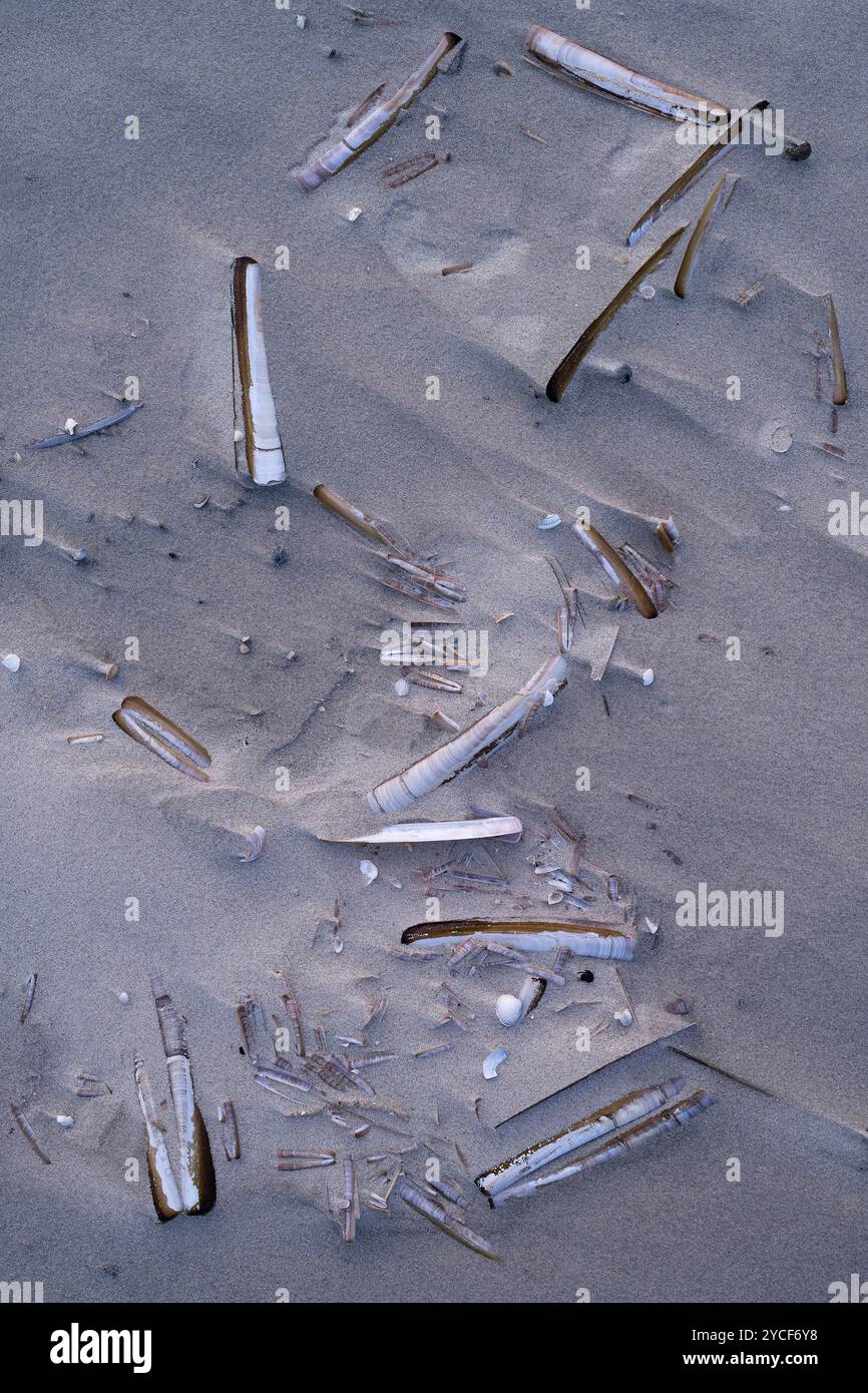 Lines of shells on the beach hi-res stock photography and images - Alamy