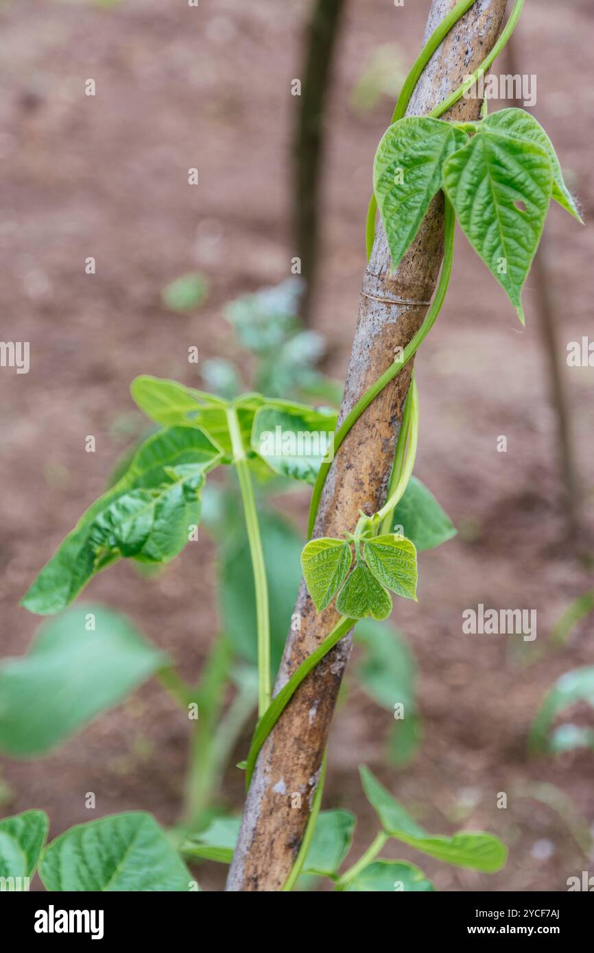 Climbing green bean hi-res stock photography and images - Alamy