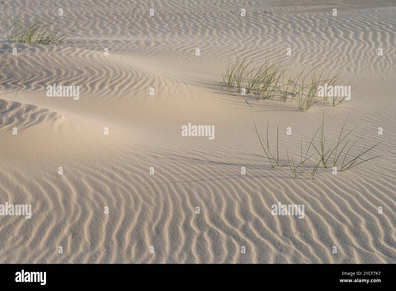 Patterns formed by the wind on the beach, individual grasses peek out ...