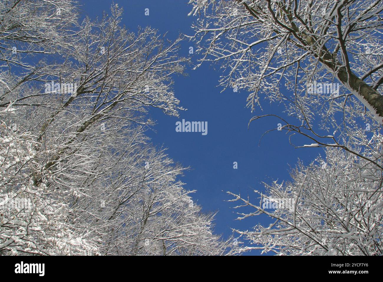 Winter landscape trees under snow Stock Photo - Alamy