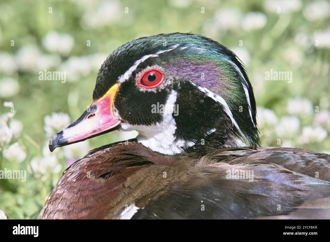 male specimen portrait of wood duck or Carolina duck, Aix sponsa ...
