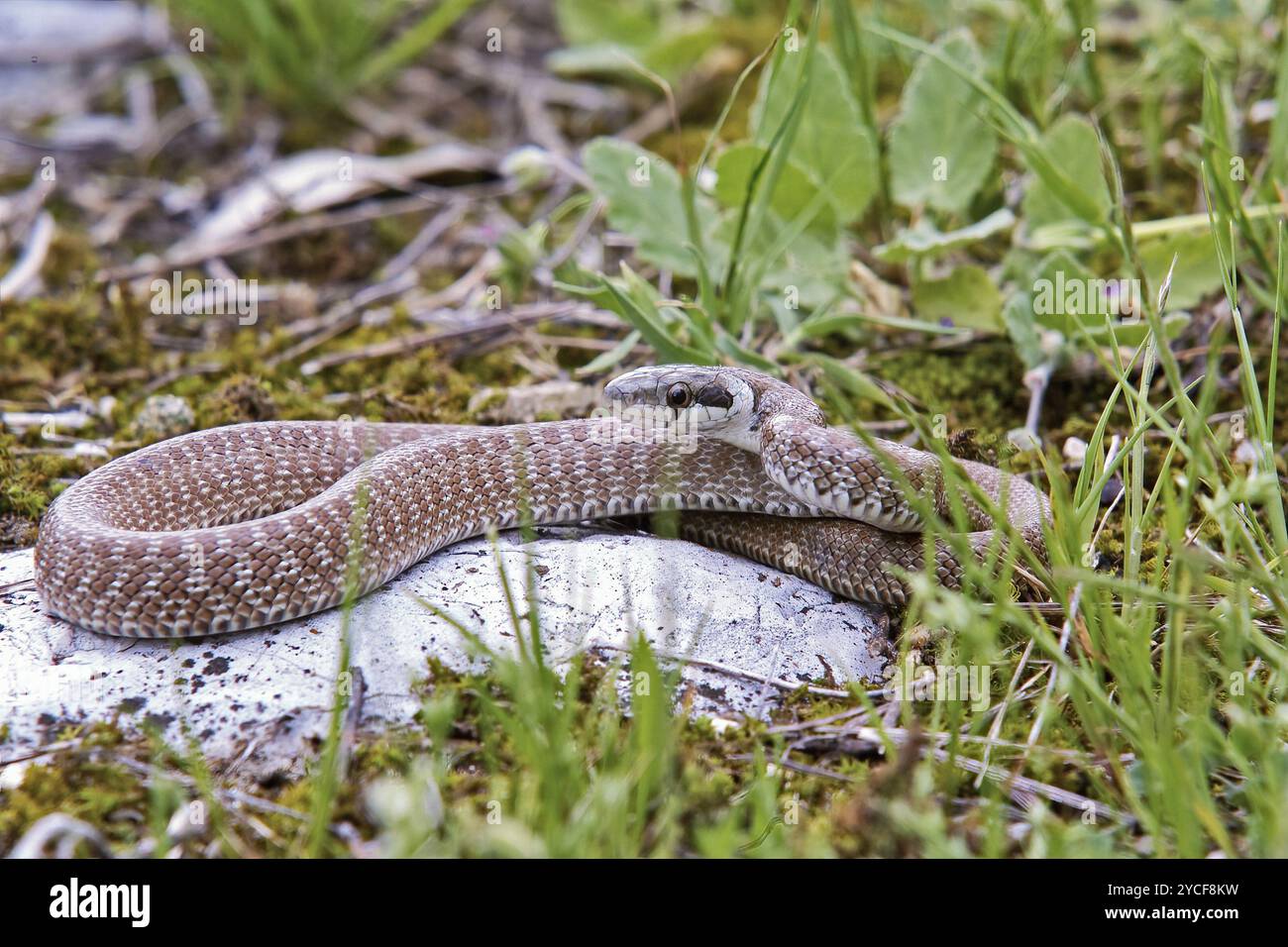 Aesculapian snake, Zamenis longissimus, Colubridae, juvenile livery ...