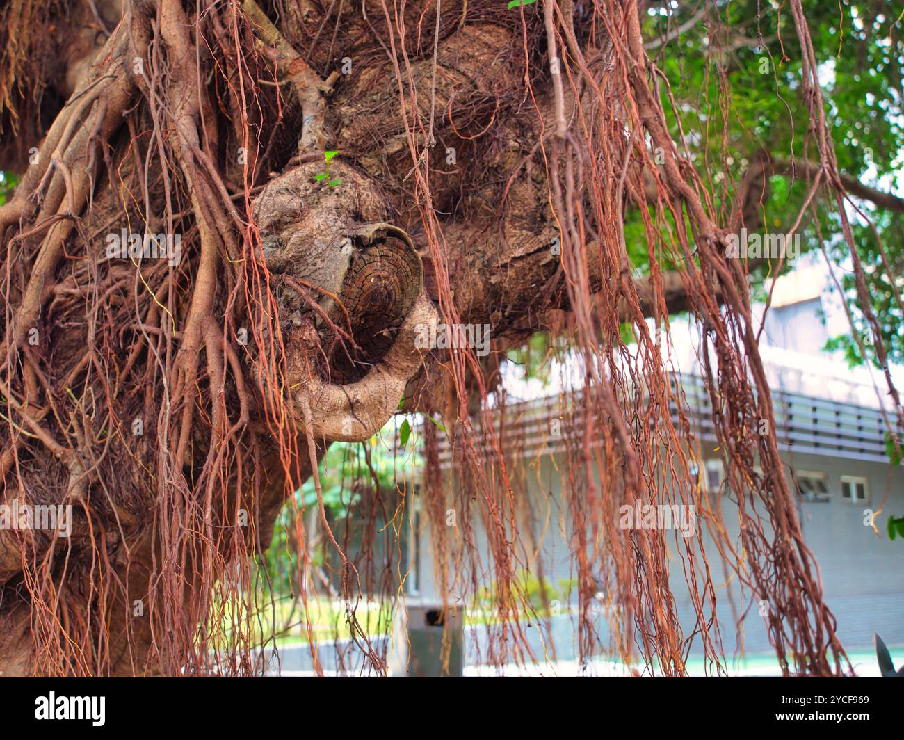 Long, thin roots hang from the branches of a massive banyan tree, with ...