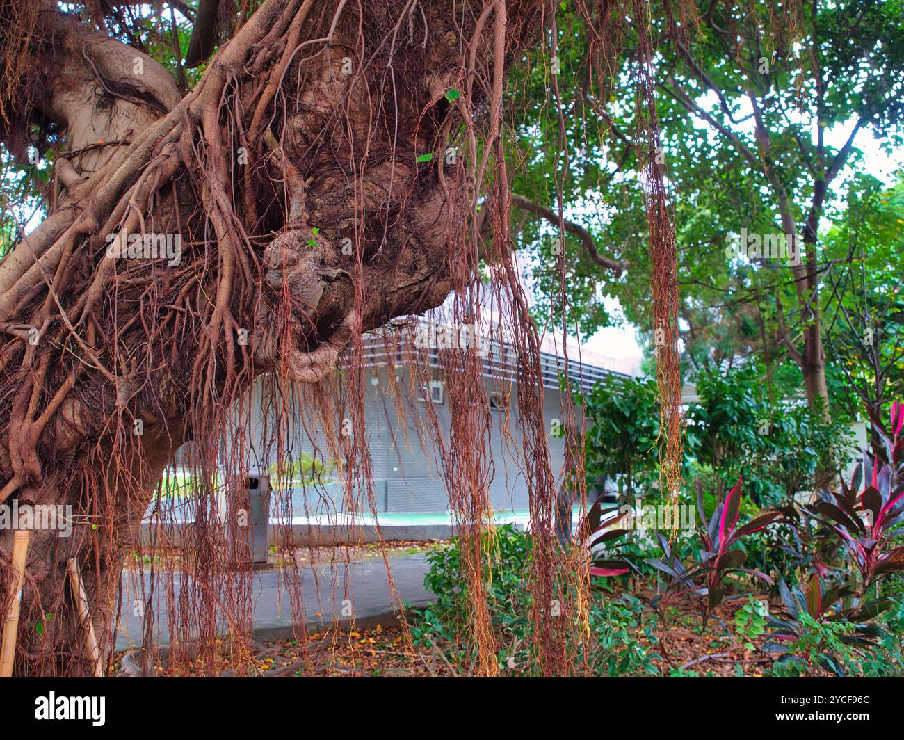 Long, thin roots hang from the branches of a massive banyan tree, with ...