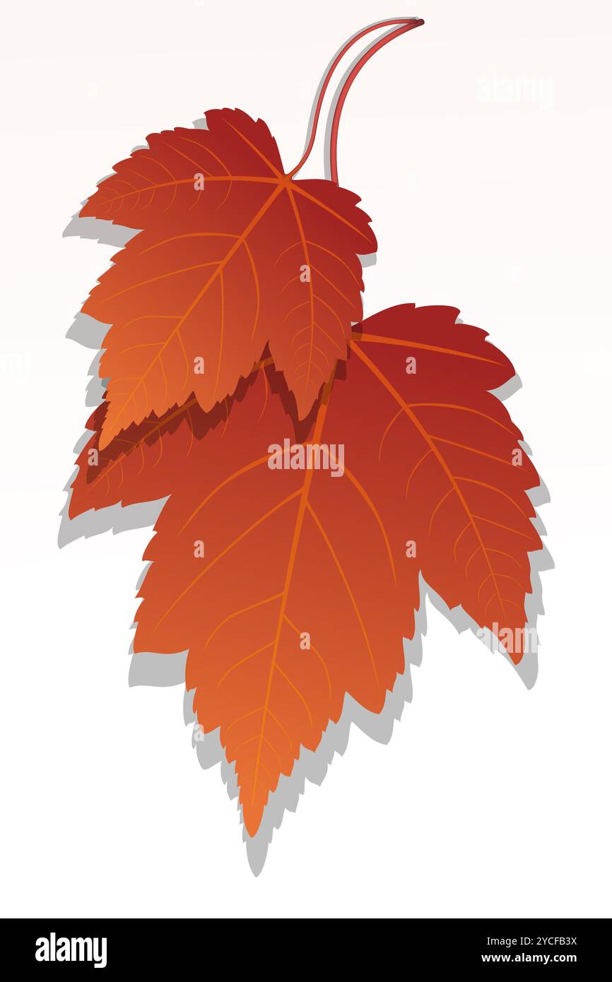 illustration of pair of mapple leaf Stock Photo - Alamy