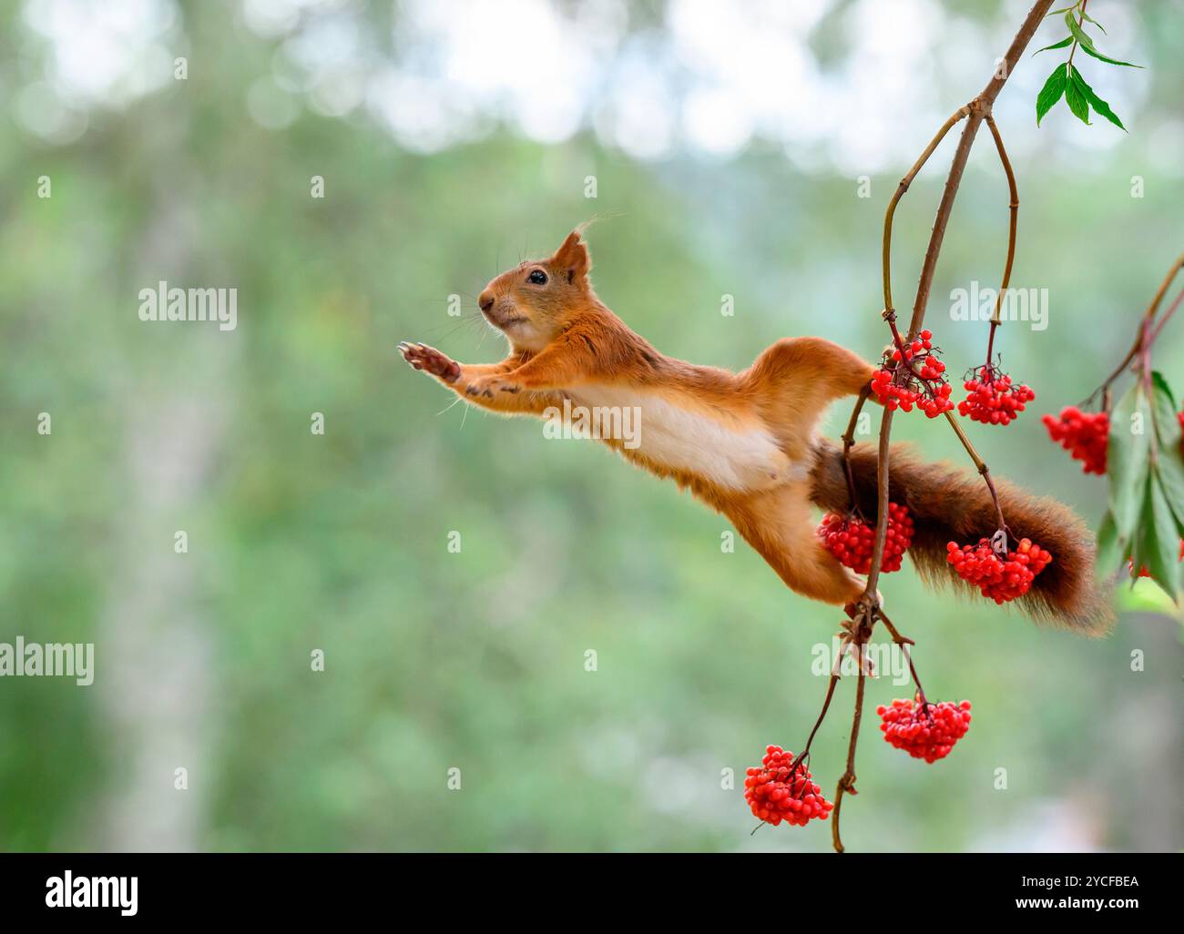Red squirrel is reaching from a sambucus branch with berries hi-res ...