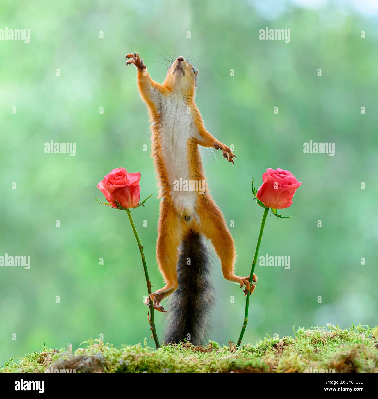 Red squirrel stand in a split between roses Stock Photo - Alamy