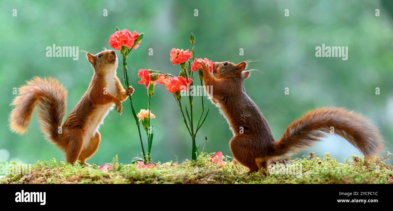 Red squirrels smelling red Dianthus flowers Stock Photo - Alamy