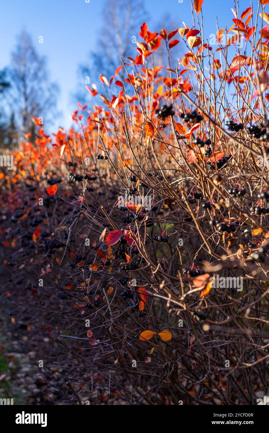 Sorbaronia hi-res stock photography and images - Alamy