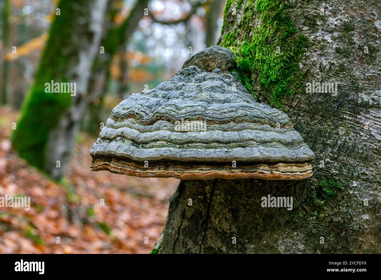 Tinger fungus hi-res stock photography and images - Alamy