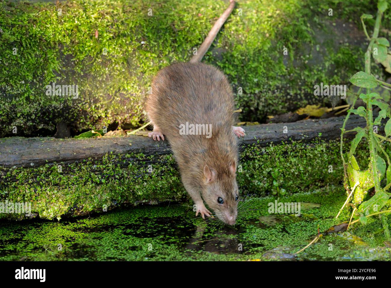 Rat drinking from pond landscape format hi-res stock photography and ...