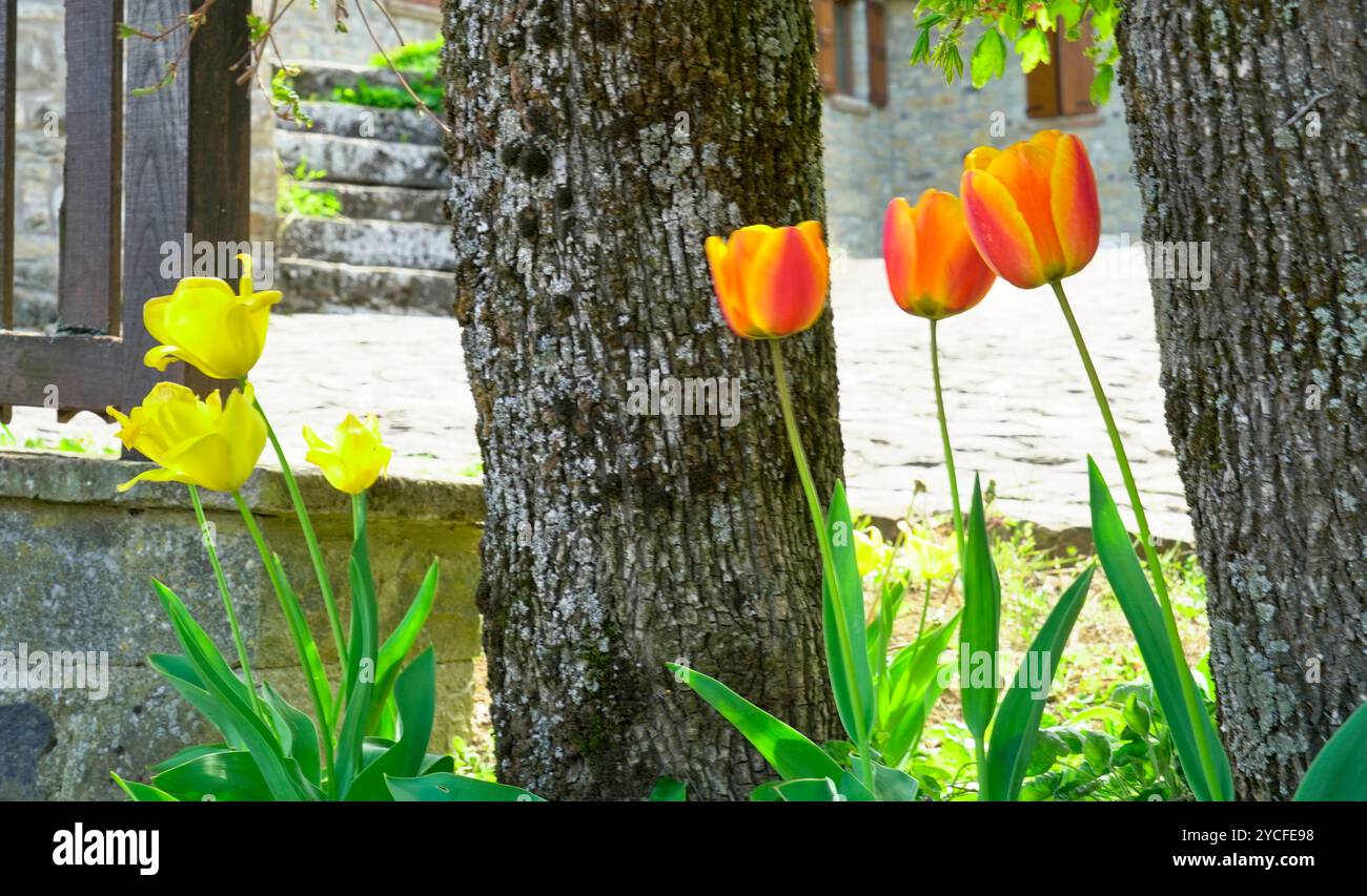 Panorama blurred background apple hi-res stock photography and images ...